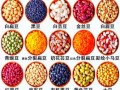 豆类图片怎么识别_常见豆类种类有哪些