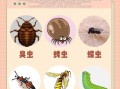 最吓人的虫子有哪些_如何防止被咬