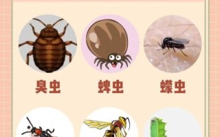 最吓人的虫子有哪些_如何防止被咬
