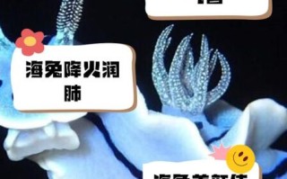 海兔长什么样子_海兔和海参的区别