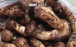 新鲜松茸怎么清洗_新鲜松茸怎么做好吃