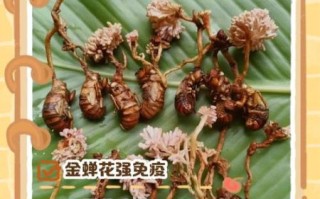 金蝉花有什么功效_怎么吃效果最好