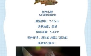鳑鲏鱼怎么养_鳑鲏鱼饲养技巧