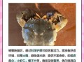 螃蟹有几条腿_螃蟹腿断了还能长出来吗