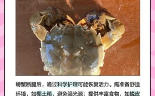 螃蟹有几条腿_螃蟹腿断了还能长出来吗