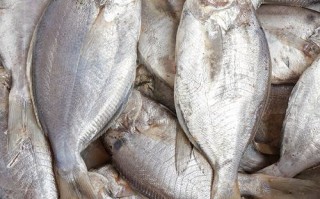 鲳鱼刺多吗_宝宝可以吃吗