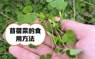 苜蓿怎么吃好吃_苜蓿的家常做法大全