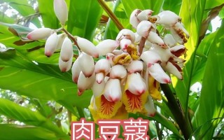 肉蔻图片长什么样_肉蔻真假怎么分辨