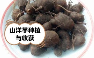 洋山芋图片_洋山芋和土豆的区别