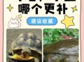 王八和鳖的区别_王八是鳖吗