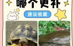 王八和鳖的区别_王八是鳖吗