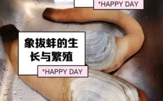 象拔蚌是什么意思_象拔蚌网络梗由来