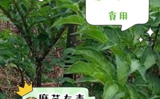魔芋长什么样_魔芋植株有毒吗