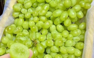 马奶提子孕妇能吃吗_马奶提子功效与作用