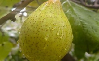 鸭梨大怎么办_如何缓解鸭梨大