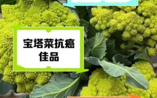 塔菜的功效与作用_塔菜怎么吃最营养