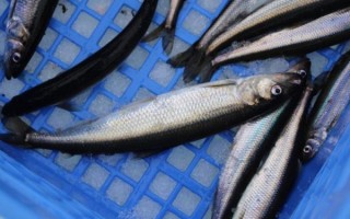 胡瓜鱼目是什么_胡瓜鱼目有哪些常见种类