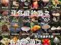 野生蘑菇怎么识别_毒蘑菇与可食用蘑菇区别