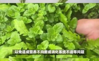 芥菜和荠菜的区别_如何一眼分辨两种野菜