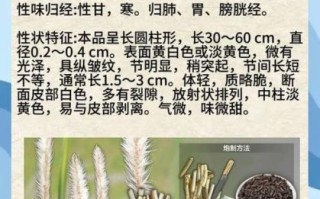 长期吃白茅根的副作用_白茅根泡水喝的禁忌