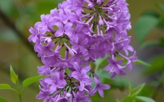 紫色的洋槐花能吃吗_紫色槐花食用禁忌