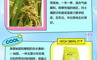 籼稻和粳稻的区别_籼稻和粳稻哪个好吃