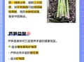 芦笋有什么功效_芦笋怎么吃最营养