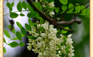 洋槐花和槐花的区别_洋槐花能吃吗