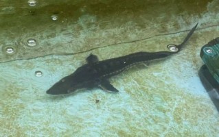 黑龙江鲟鳇鱼图片_黑龙江鲟鳇鱼长什么样