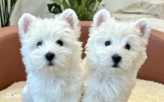 适合家养的小型狗有哪些_不掉毛的小型犬推荐