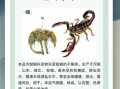 蝎子怎么养_蝎子有毒吗