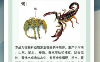 蝎子怎么养_蝎子有毒吗