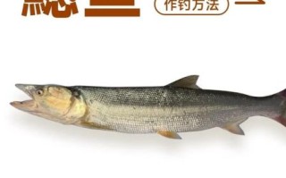 鳡鱼为什么能灭一湖鱼_鳡鱼生态危害有多大