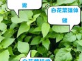 白花菜的营养价值及功效_白花菜怎么吃最健康