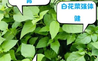 白花菜的营养价值及功效_白花菜怎么吃最健康