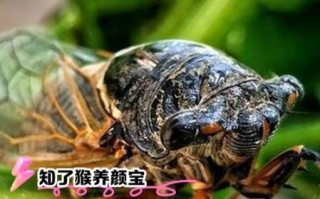 知了吃了有什么好处_知了营养价值高吗