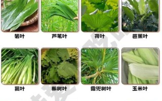 粽子叶子是什么叶子_粽叶种类有哪些