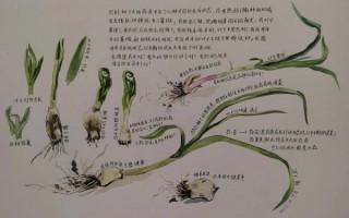 蒜苗怎么种_蒜苗多久能收获