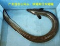 白鳝是海鱼还是淡水鱼_白鳝生长环境揭秘