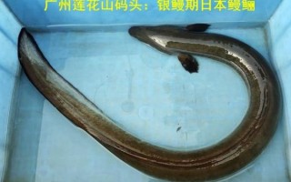 白鳝是海鱼还是淡水鱼_白鳝生长环境揭秘