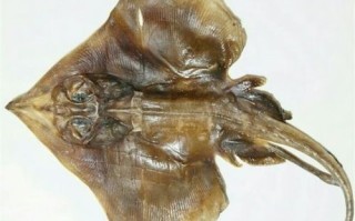 老板鱼多少钱一斤_老板鱼价格行情