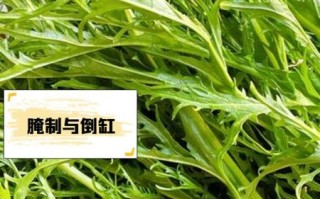 雪里红是什么菜的叶子_雪里红和雪菜的区别