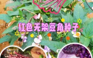 红豆角拼团怎么玩_红豆角拼团靠谱吗