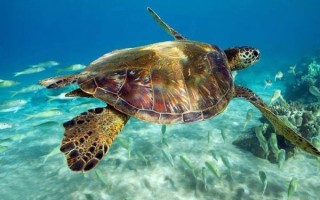 how_long_do_turtles_live_in_captivity_what_do_turtles_eat