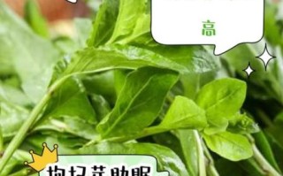 枸杞芽茶的功效与禁忌_适合什么人喝