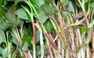 鱼腥草图片长什么样_鱼腥草有什么药用价值