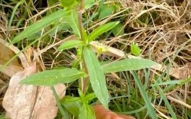 旱莲草别名有哪些_旱莲草与墨旱莲区别