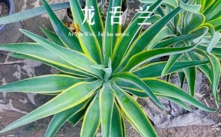 龙舌兰的功效与作用_龙舌兰能降血糖吗