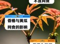 香椿不能和什么一起吃_哪些人不能吃香椿