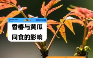 香椿不能和什么一起吃_哪些人不能吃香椿
